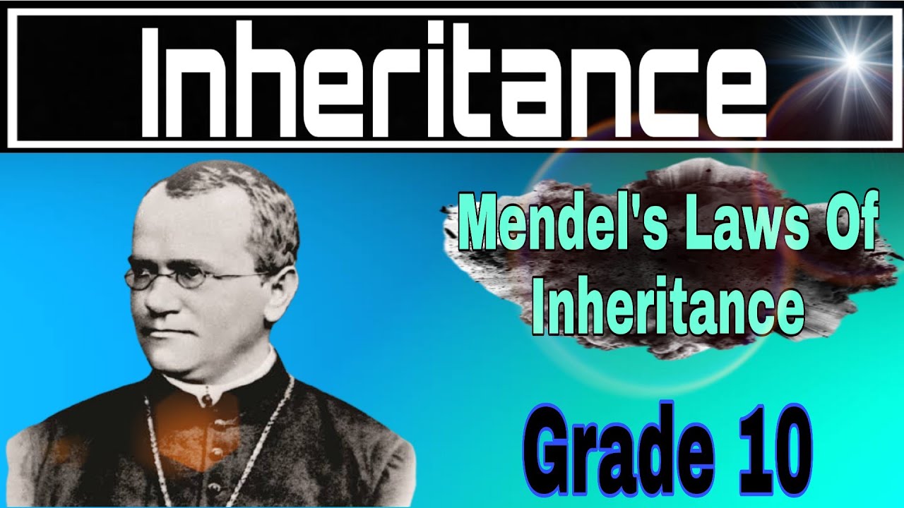 Mendel s Law Of Segregation Mendels Law Of Segregation Allele Dominance Genetics mendel-s-law-of-segregation-mendels-law-of-segregation-allele-dominance-genetics
