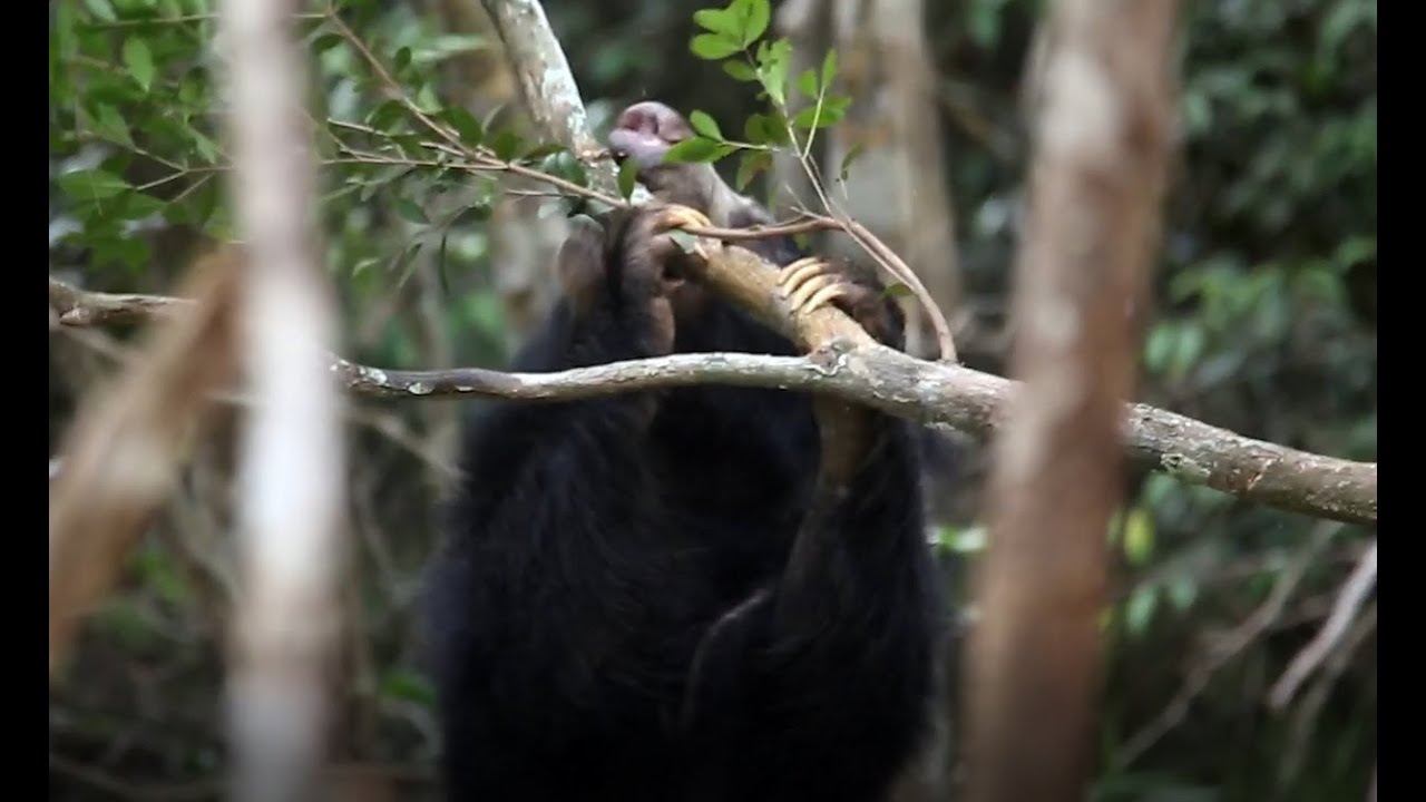 Sloth bear eating berries from a tree | Wilpattu national park - YouTube