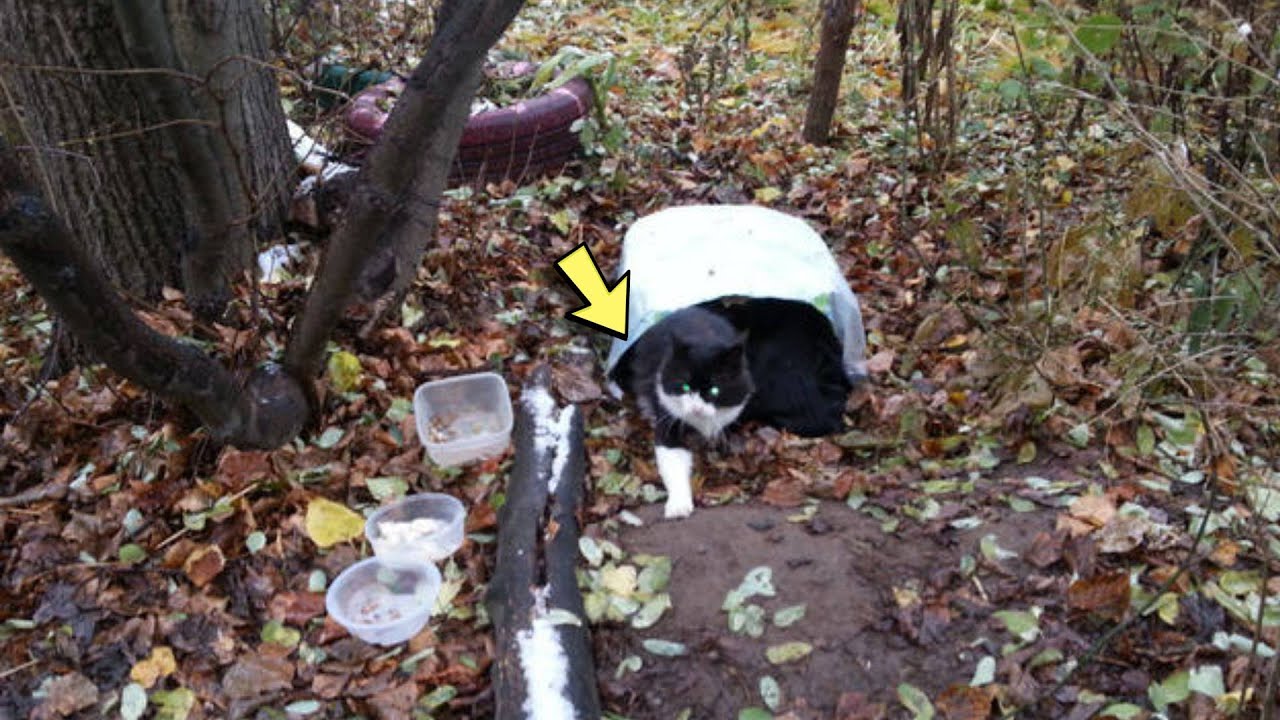 The Man Took the Cat In, Gave Him A Room, But Missed One Thing - YouTube