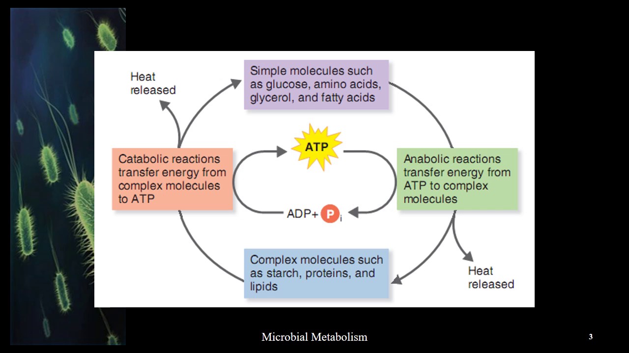Microbial Metabolism: Catabolism vs Anabolism - YouTube