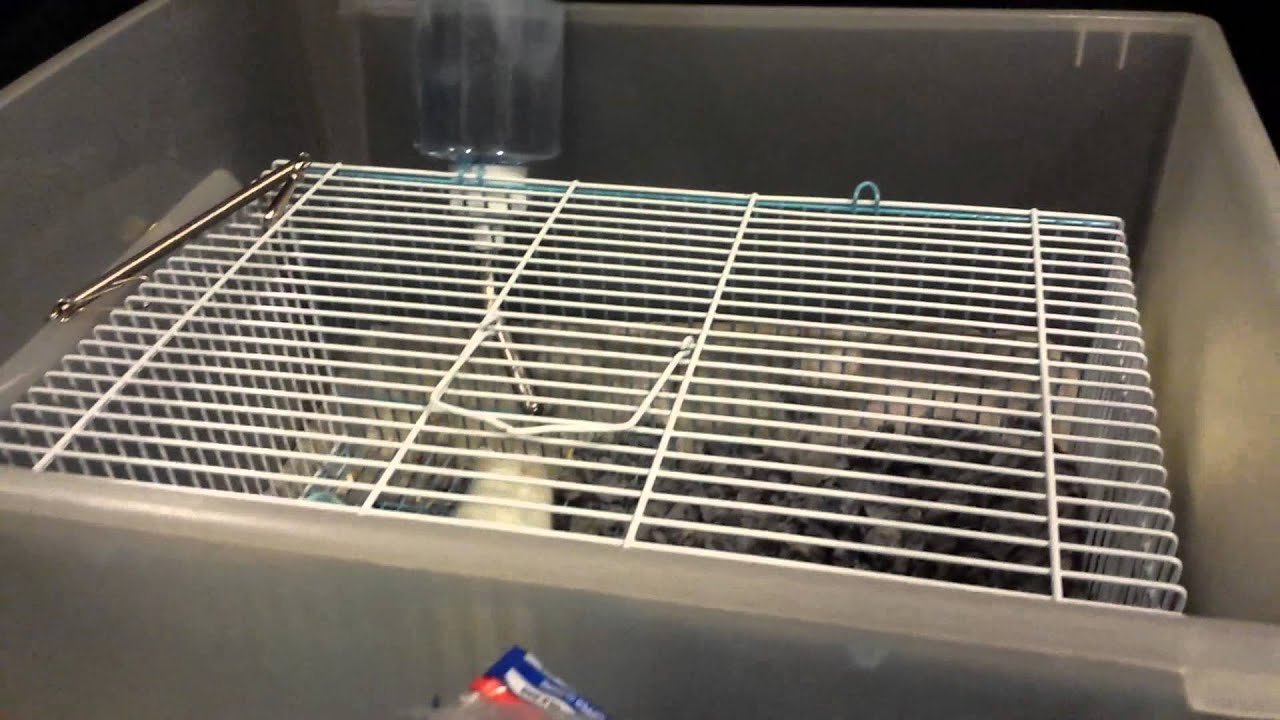 Smart hamsters - YouTube