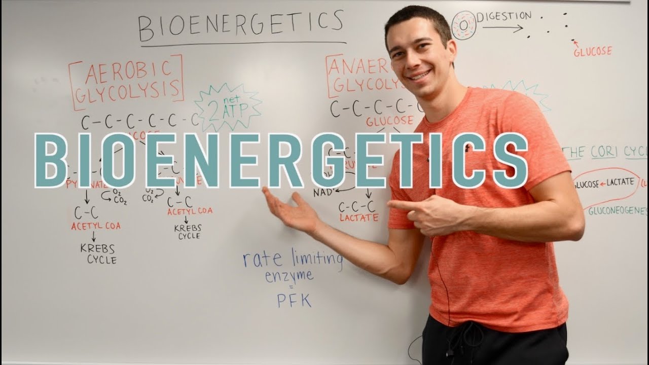 Bioenergetics Explained! (Glycolysis, Krebs Cycle, Oxidative ...