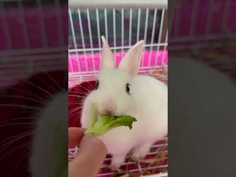 Küçük Tavşan Sebzeleri mutlu bir şekilde yiyor