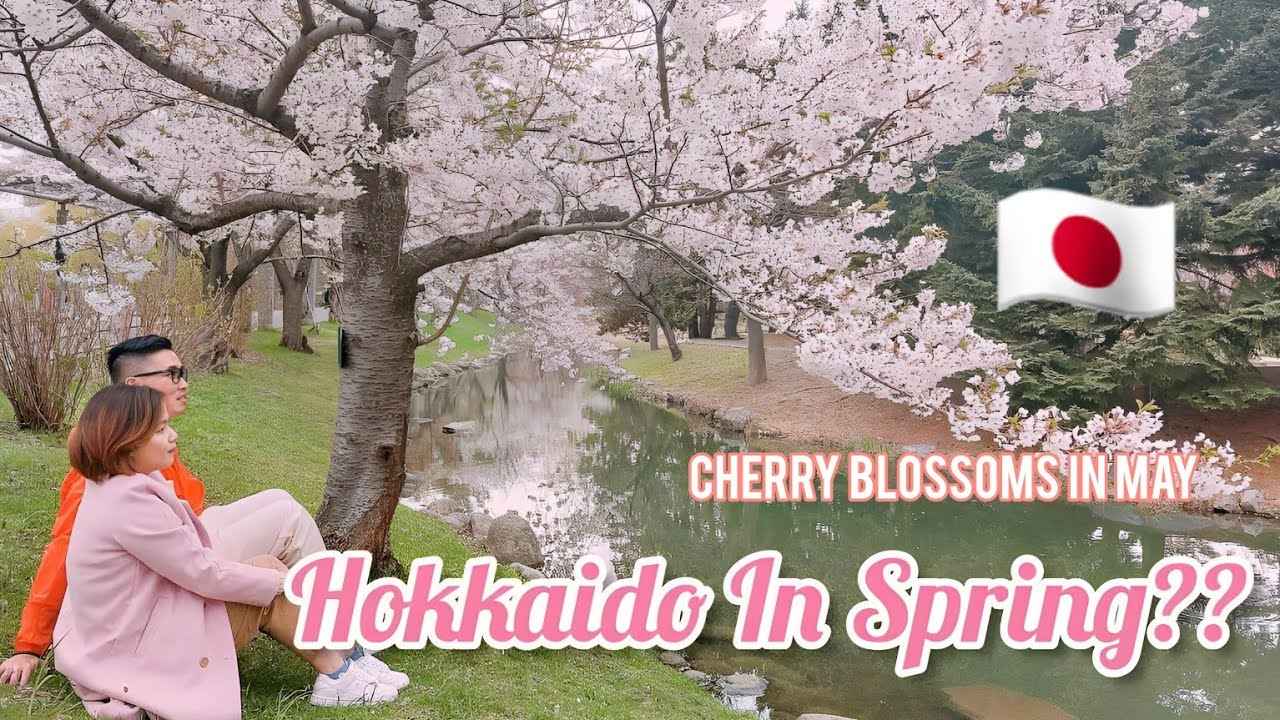 JAPAN CHERRY BLOSSOM 4K 2023: HOKKAIDO SAKURA EXPERIENCE MARUYAMA PARK SAPPORO | JAPAN VLOG ...