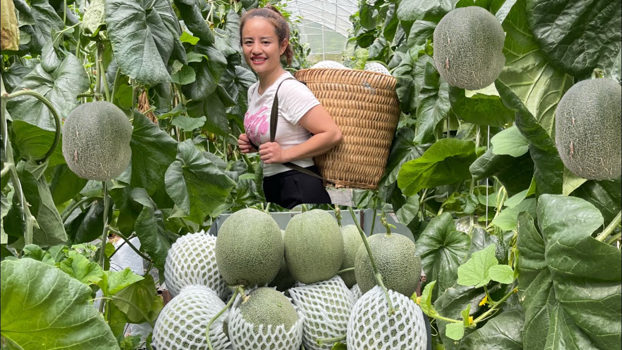 Harvest biological melon garden to go to the market to sell & garden ...
