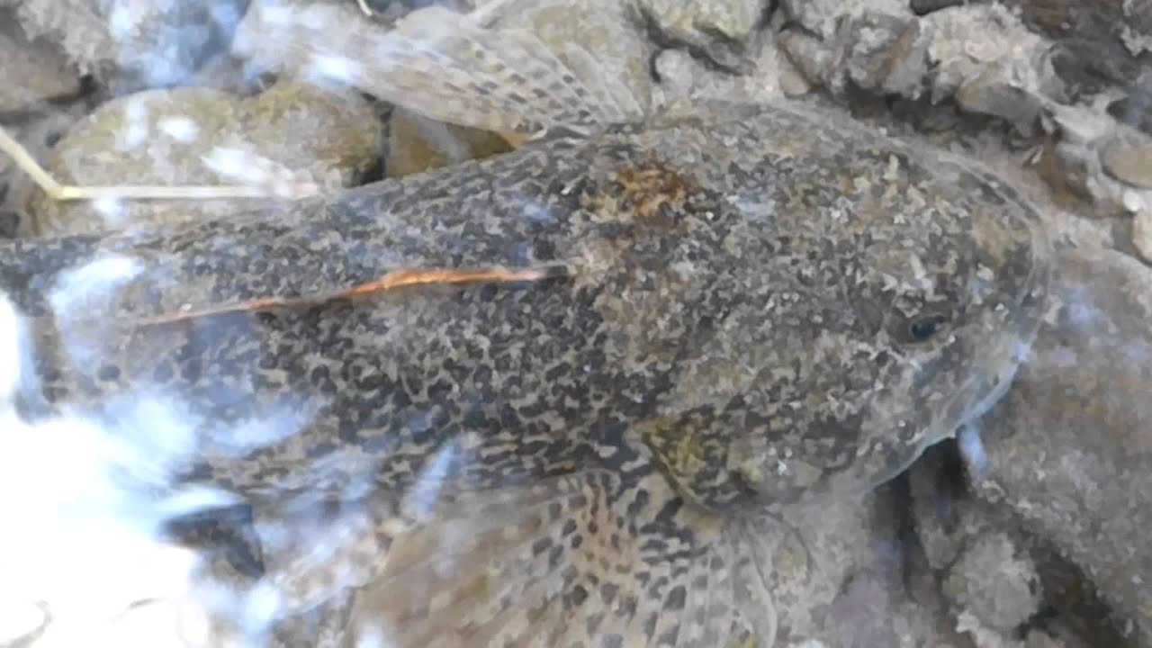GŁOWACZ PRĘGOPŁETWY (Cottus poecilopus) 22.07.2015r. Beskid Mały - YouTube