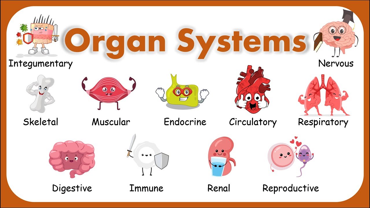 Every Organ System Explained in 18 Minutes - YouTube
