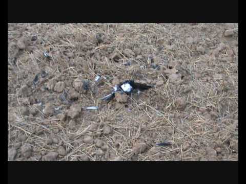 22 Hornet rabbit shooting - YouTube