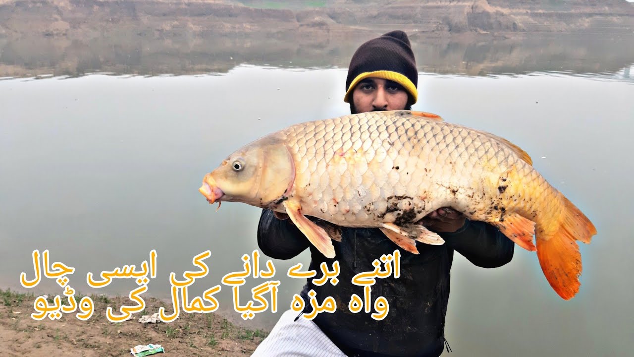 Live Chall Big Carp Fish Catch With Live Hook || Haryam Bridge Mangla ...