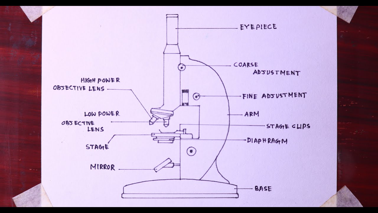 How to draw diagram of Microscope easily - Step by step - YouTube