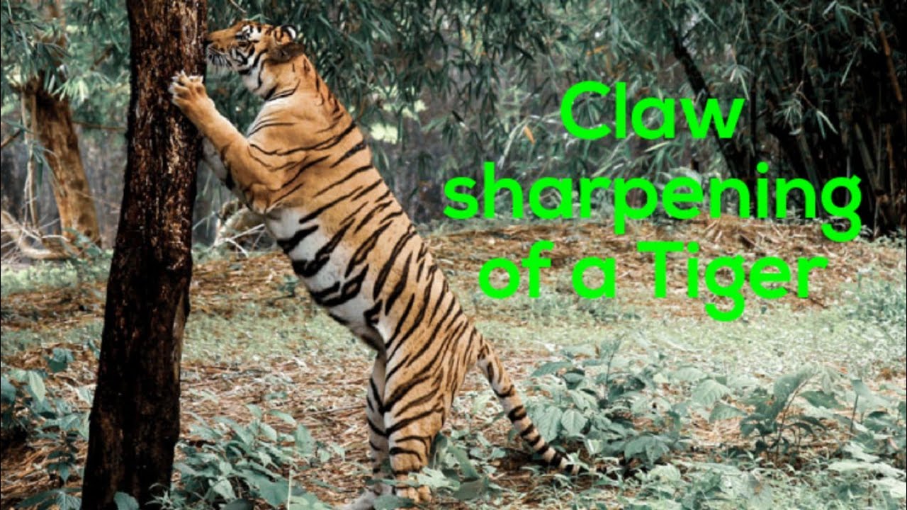 Tiger sharpening it's hind leg claws...Kanha National Park... - YouTube