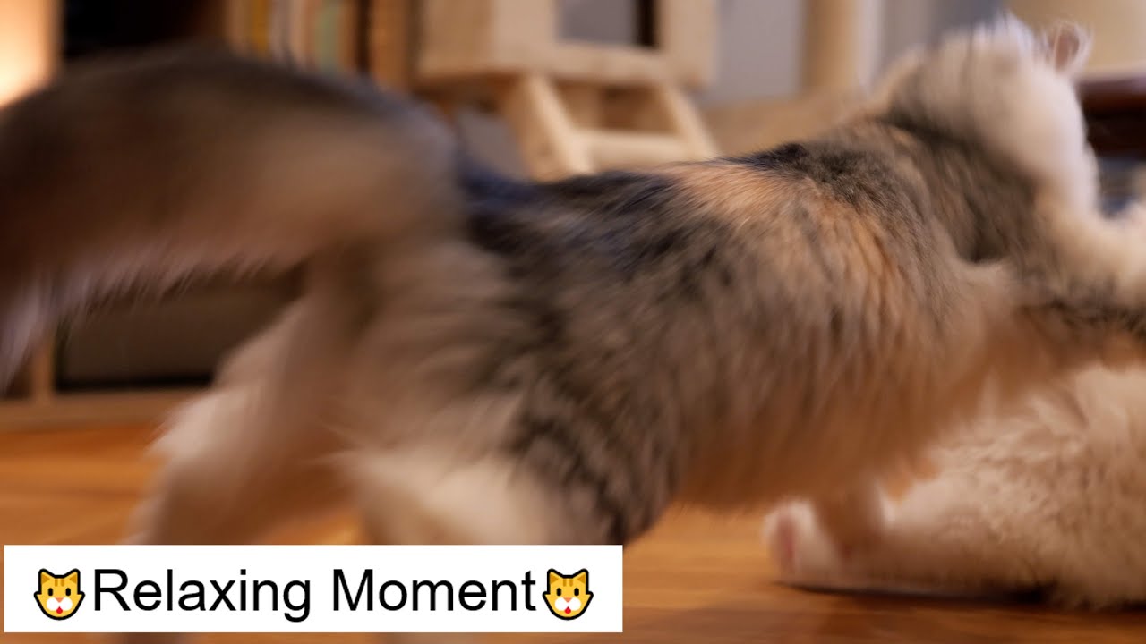 The cat that tries to win the game but is beaten back is cute. 🐱 ...