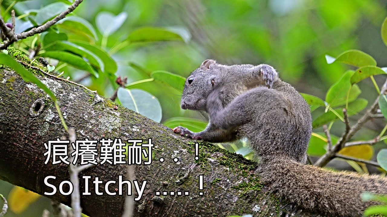 赤腹松鼠：痕癢難耐 Red-bellied Squirrel ： So Itchy - YouTube