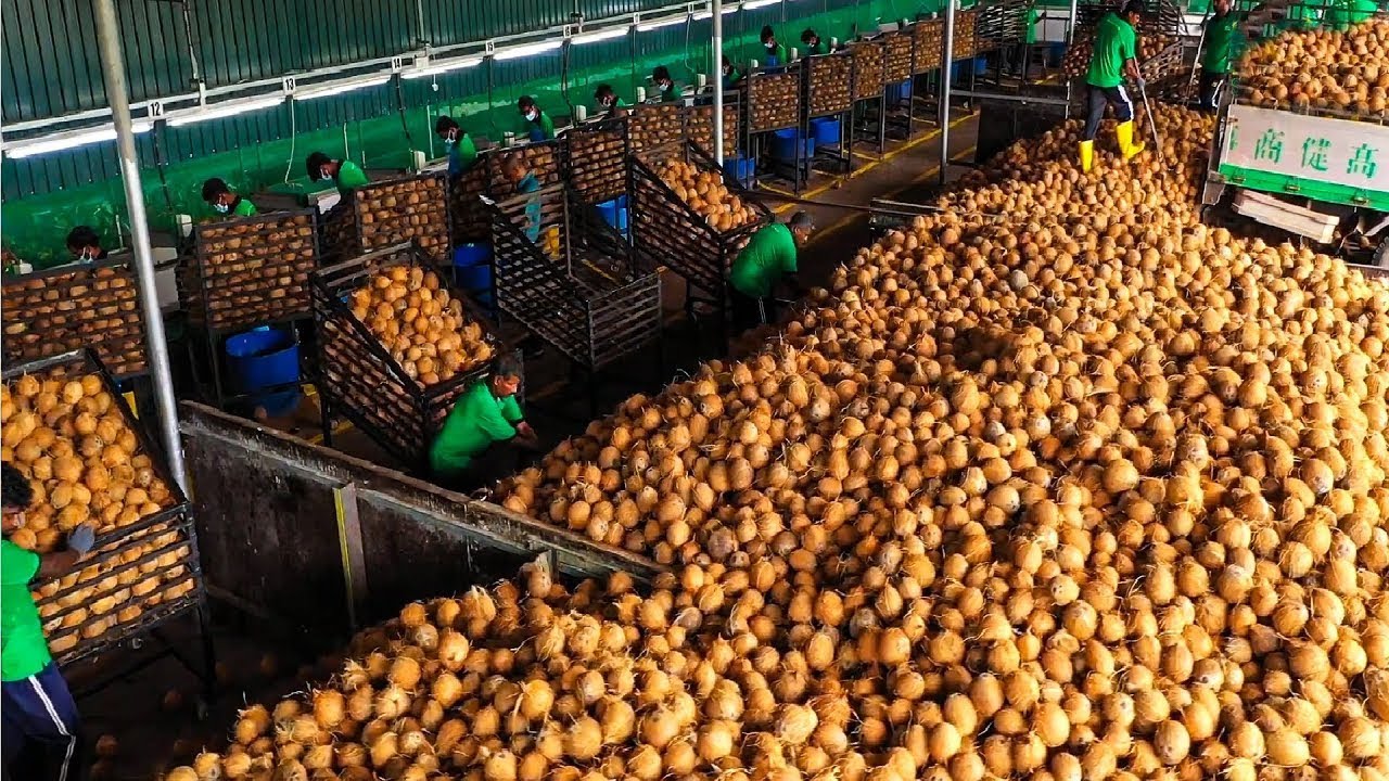 Производство миллионов продуктов из кокосовых орехов / Noal Farm ...
