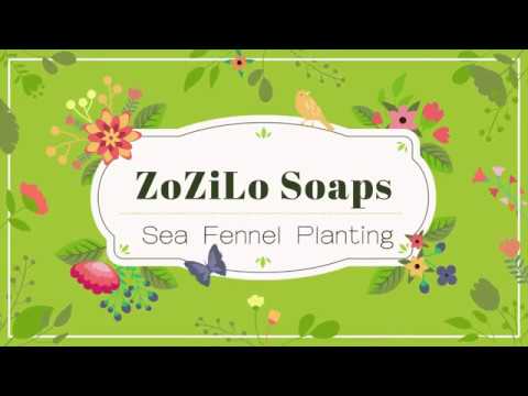 ZoZiLo soaps with sea fennel hydrolats - YouTube