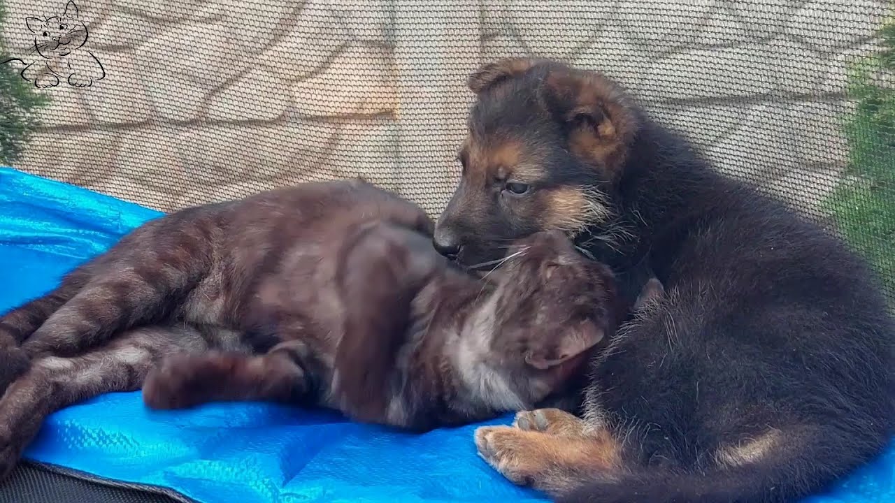 Adorable German Shepherd Helps Cat Put Her Kittens To Sleep - YouTube