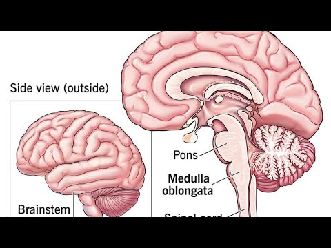 Brain stem / Medulla Oblongata it's internal structure / Nueroanatomy ...