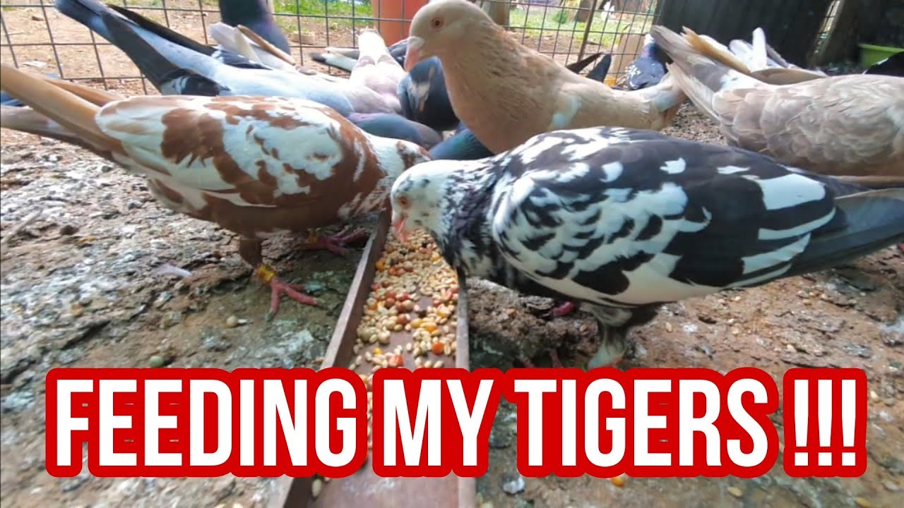 FEEDING TIME!!!! - YouTube