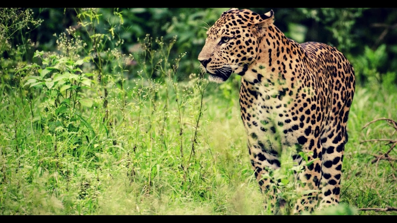 Balpakram National Park - Meghalaya - YouTube