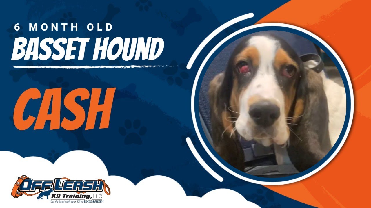 Basset Hound, 6 M/O, Cash | Basset Hound Dog Training | Off Leash K9 ...
