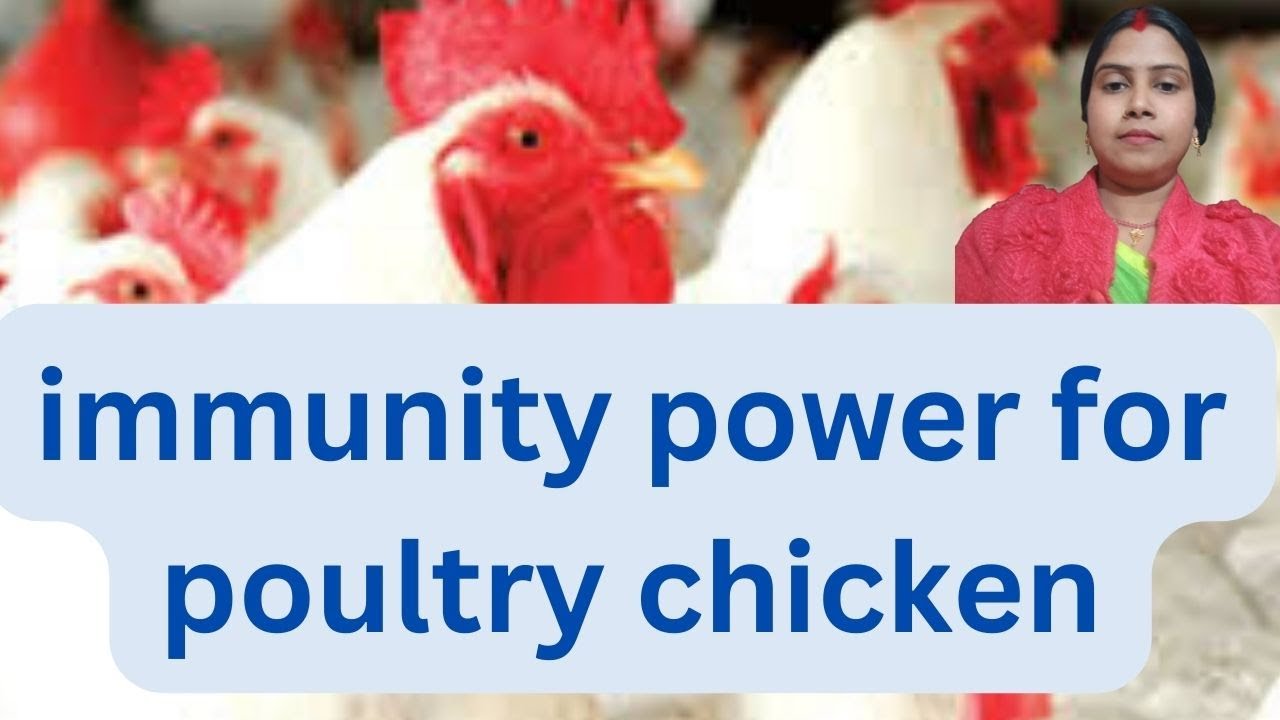 Immunity Power for Poultry Chicken ।। মুরগির ঠান্ডা লাগার সমস্যা ...