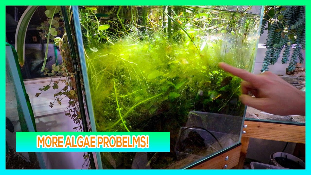 ALGAE CLEAN UP IN THE PALUDARIUM - YouTube