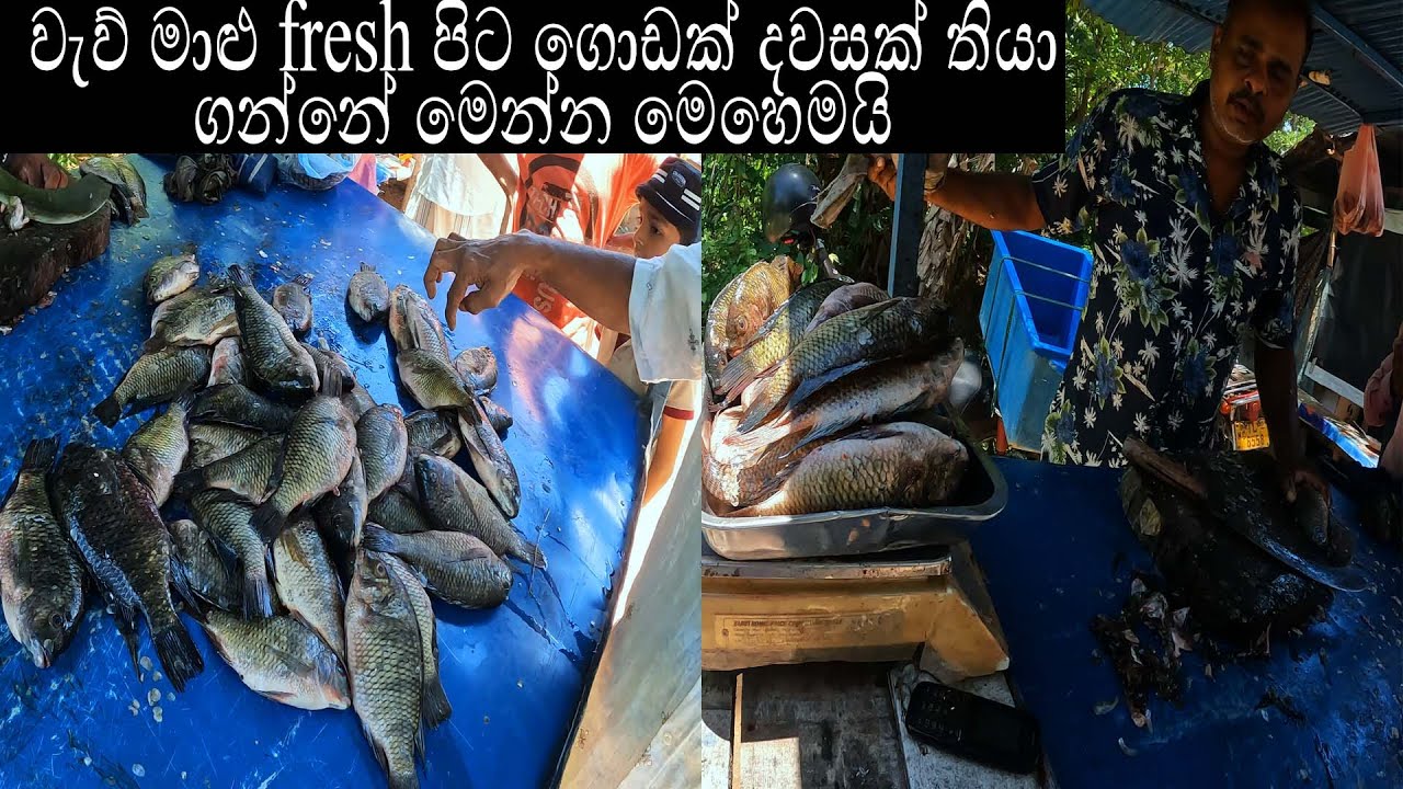 Fastest Clever Fish Cutting In Sri Lanka a Village Man #fishcutting # ...