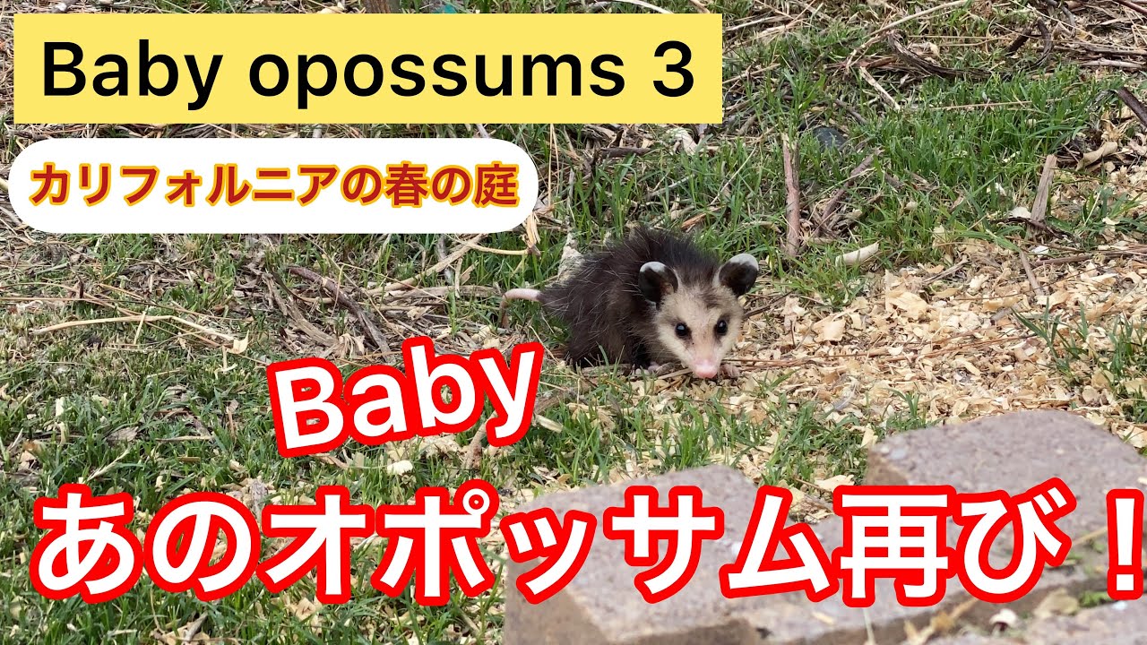 Baby opossum 3 オポッサム再び！ - YouTube