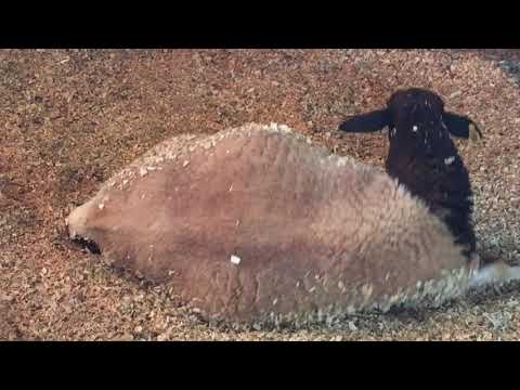 Ovelha em trabalho de parto - parte 3 - YouTube