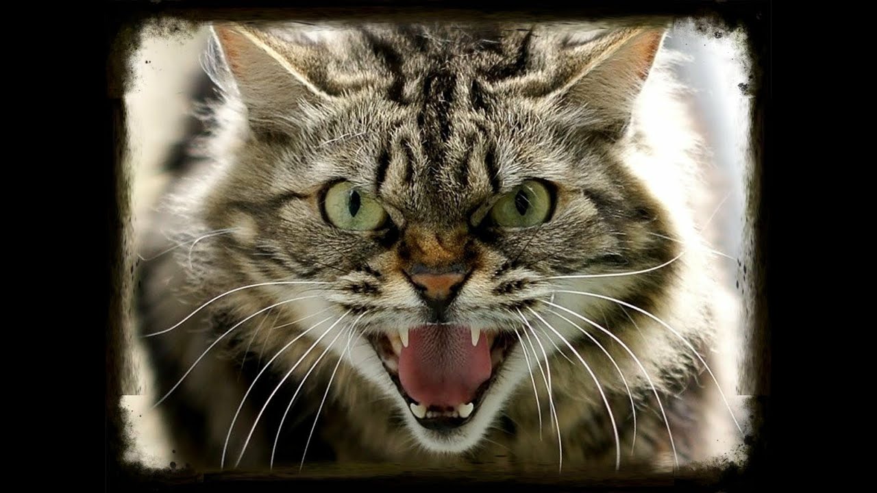 Real cat video: Naturally leopard genes, my Mara's mother is a fierce ...