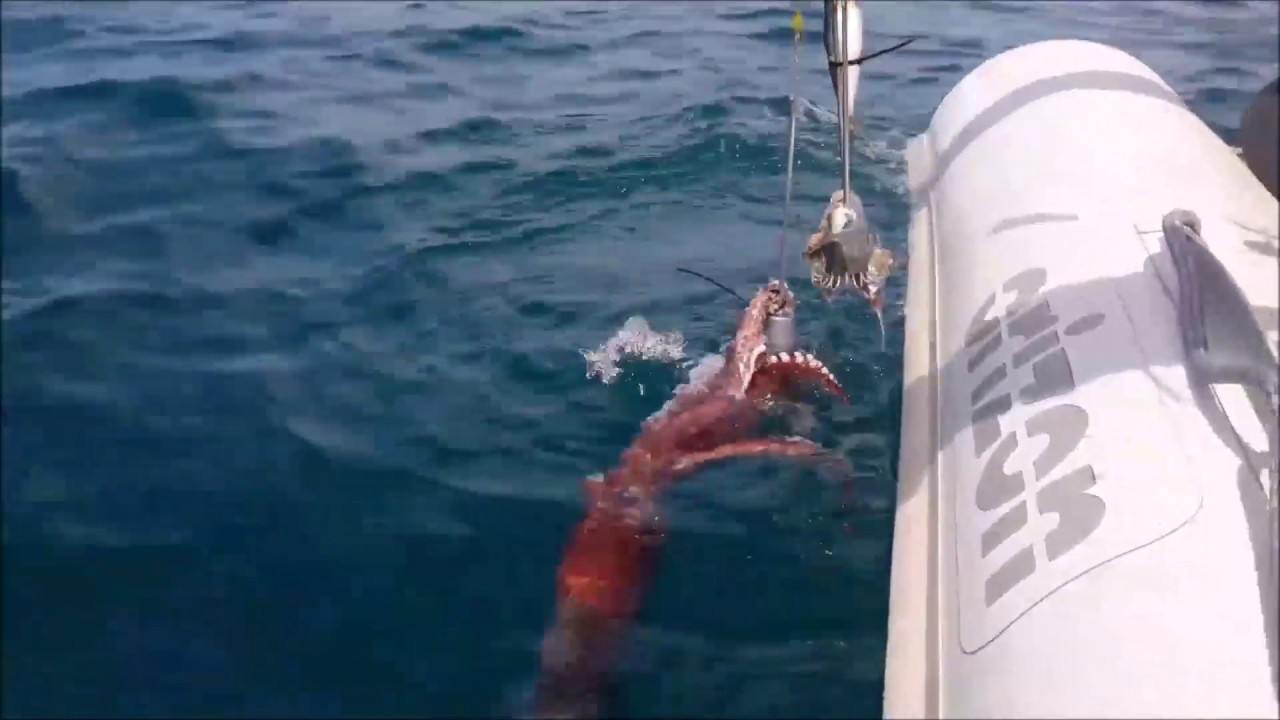 FISHING🇬🇷 SQUID!! ΨΑΡΕΜΑ ΟΤΑΝ ΒΑΡΙΕΣΑΙ ΝΑ ΒΑΛΕΙΣ ΑΠΟΧΗ !!! - YouTube