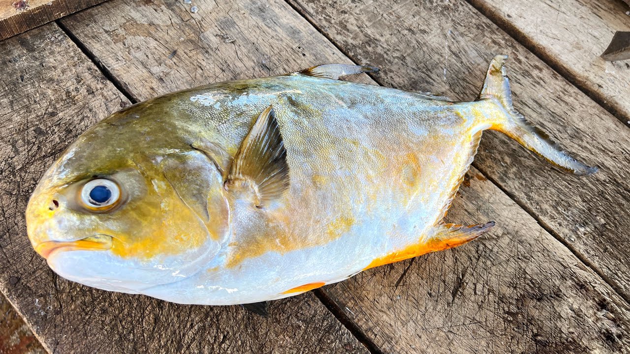 VERY RARE GOLDEN POMPANO FISH BREAKING DOWN FOR THE 1ST TIME IN HISTORY ...