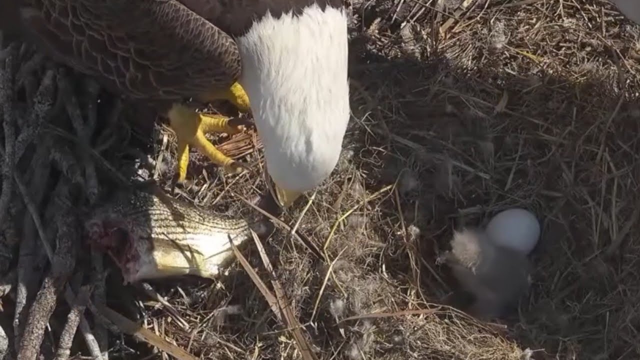 Eagle 🦅 Mom brings headless fish for lunch | SWFL Eagles | Dec 21, 2025 ...