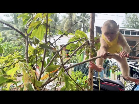 Baby Monkey Ren Learns to Fly - YouTube