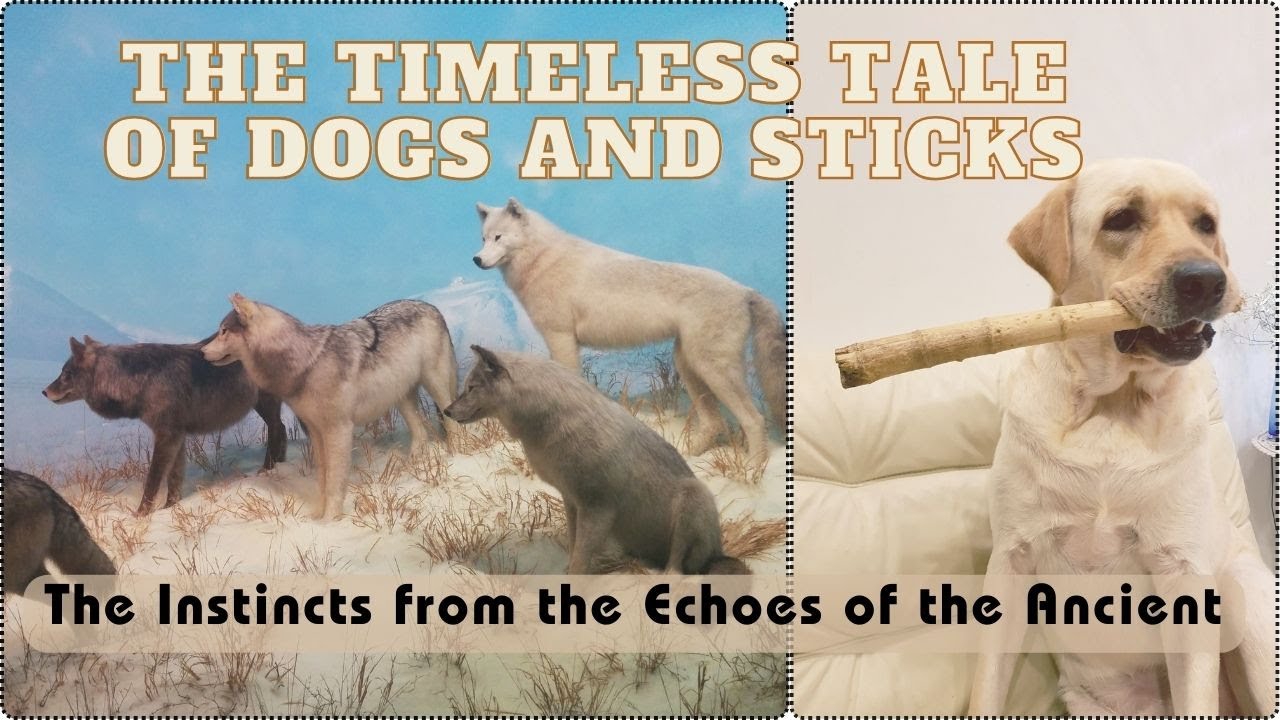 Why Dogs Stick to Sticks: The timeless toy - Stick Series Part 2 - YouTube