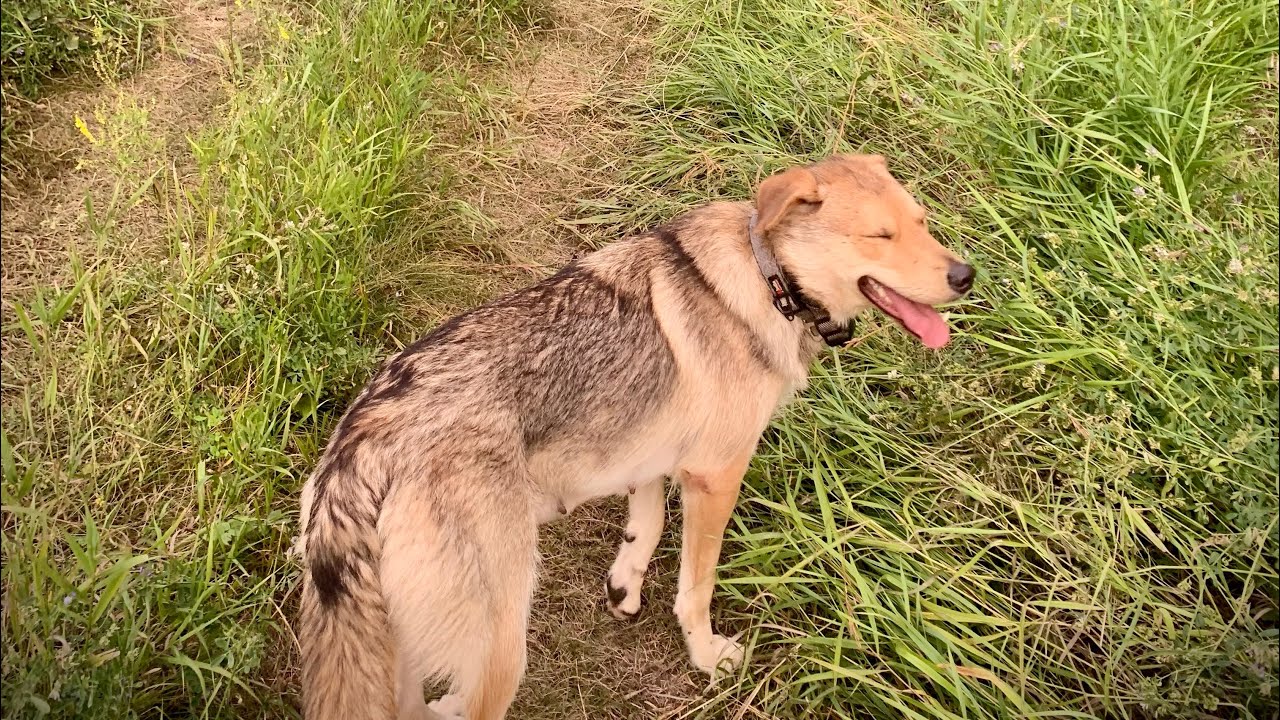 Long run through the Forrest with Skye - YouTube