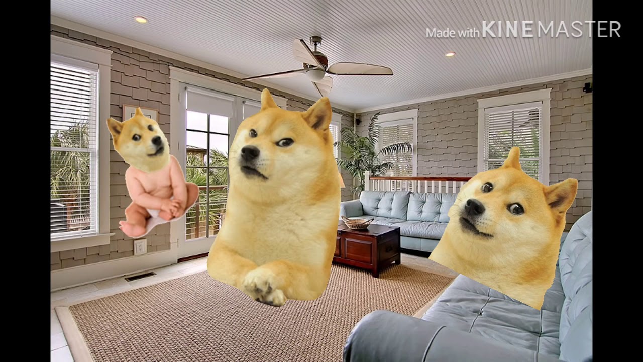 RIP baby doge - YouTube