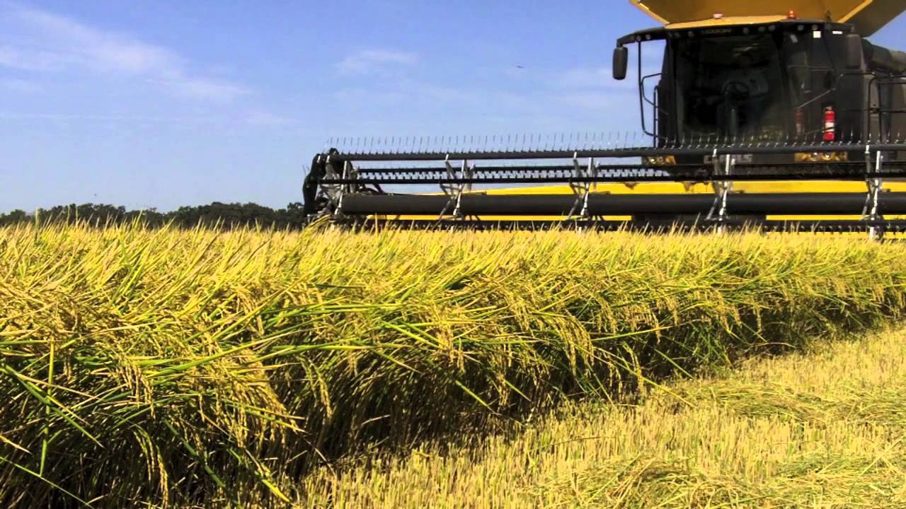 Medium grain rice harvest near Marysville - YouTube