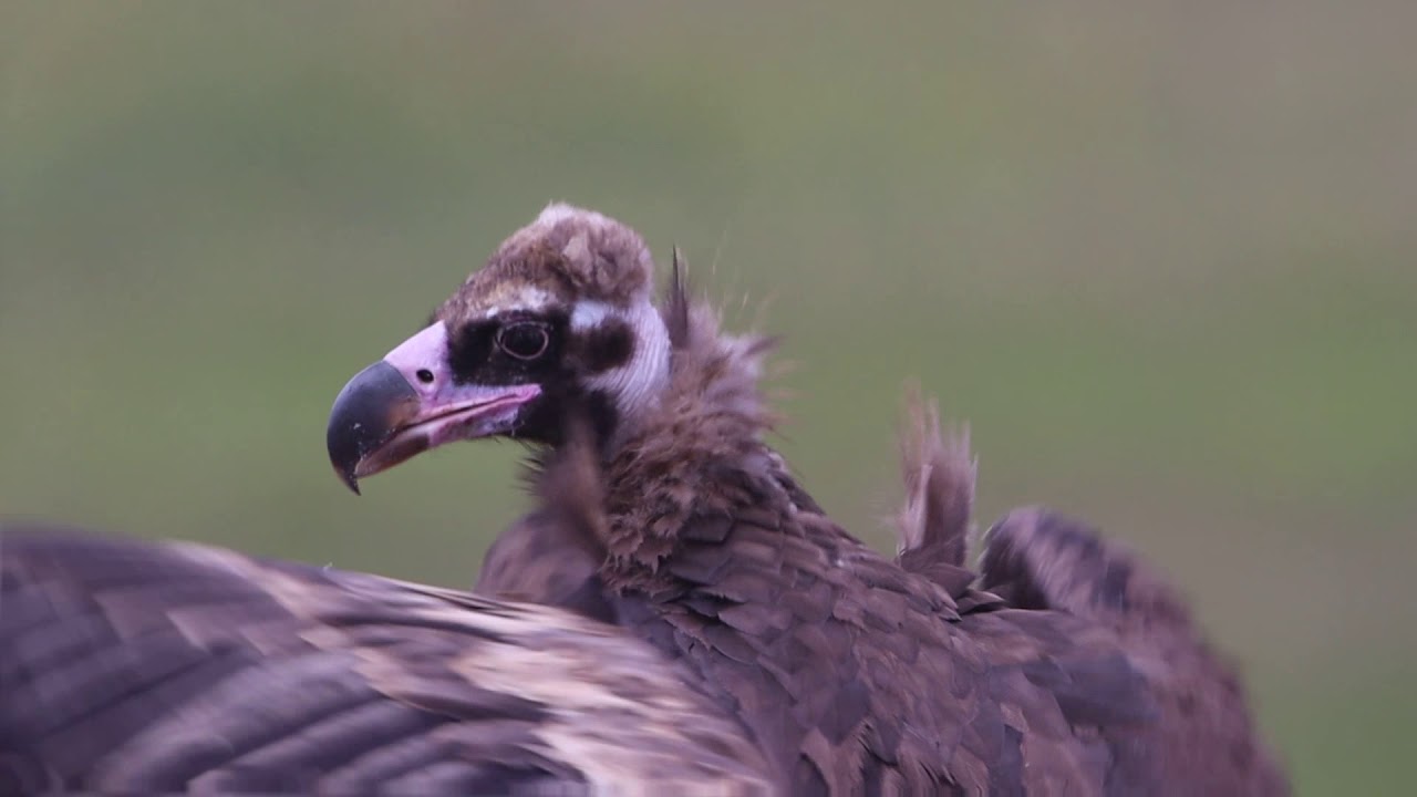 Kara akbaba , Cinereous Vulture , Aegypius monachus - YouTube