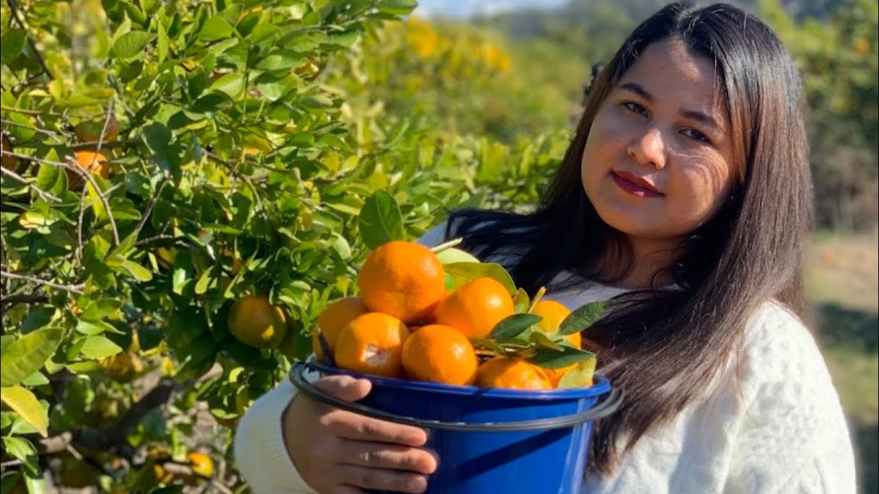 Mandarin farm - YouTube