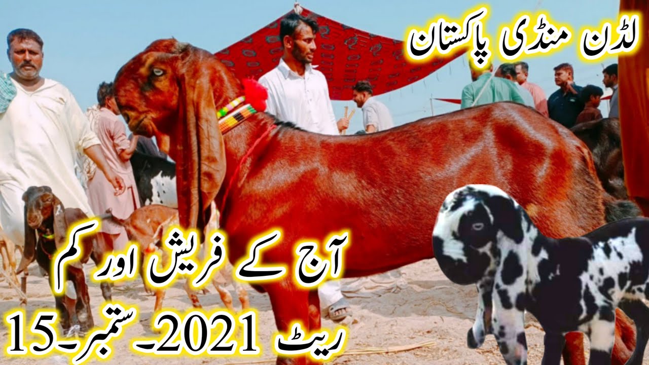 luddan mandi Pakistan luddan mandi fresh update 15.sep.2021 nagre ...