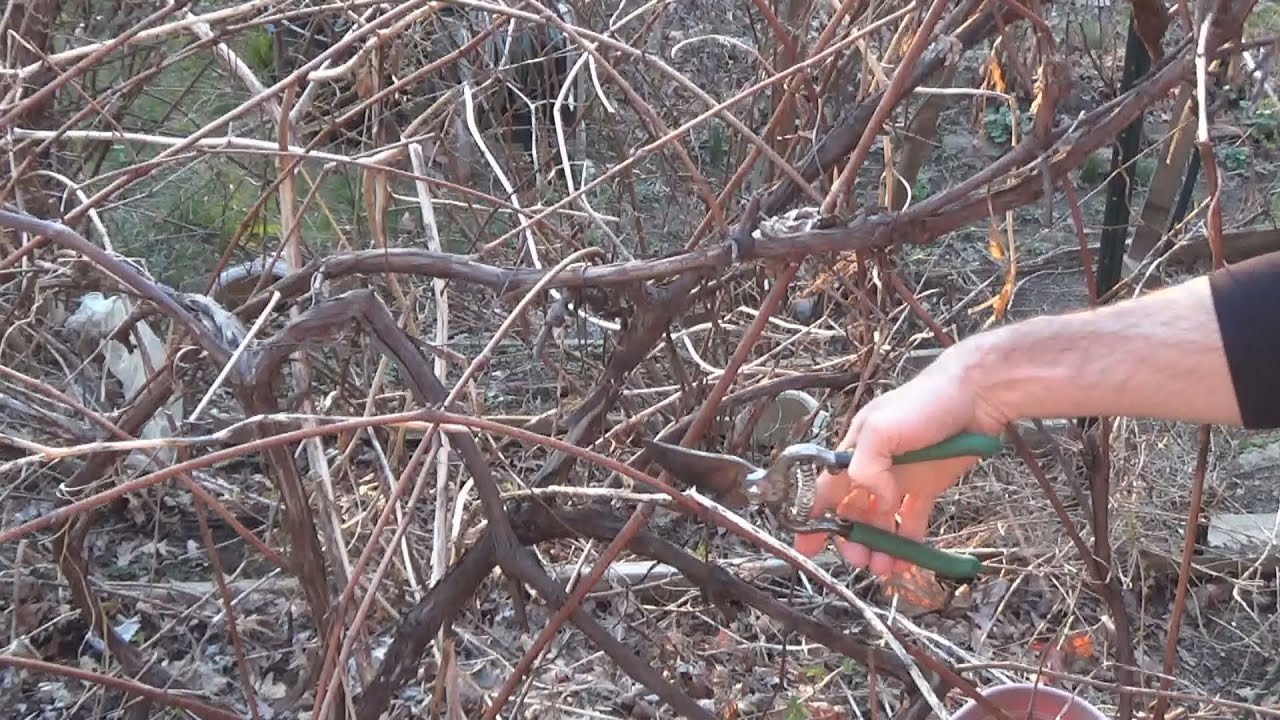 S:1:Ep:10 How to Prune Grapes 101 - YouTube
