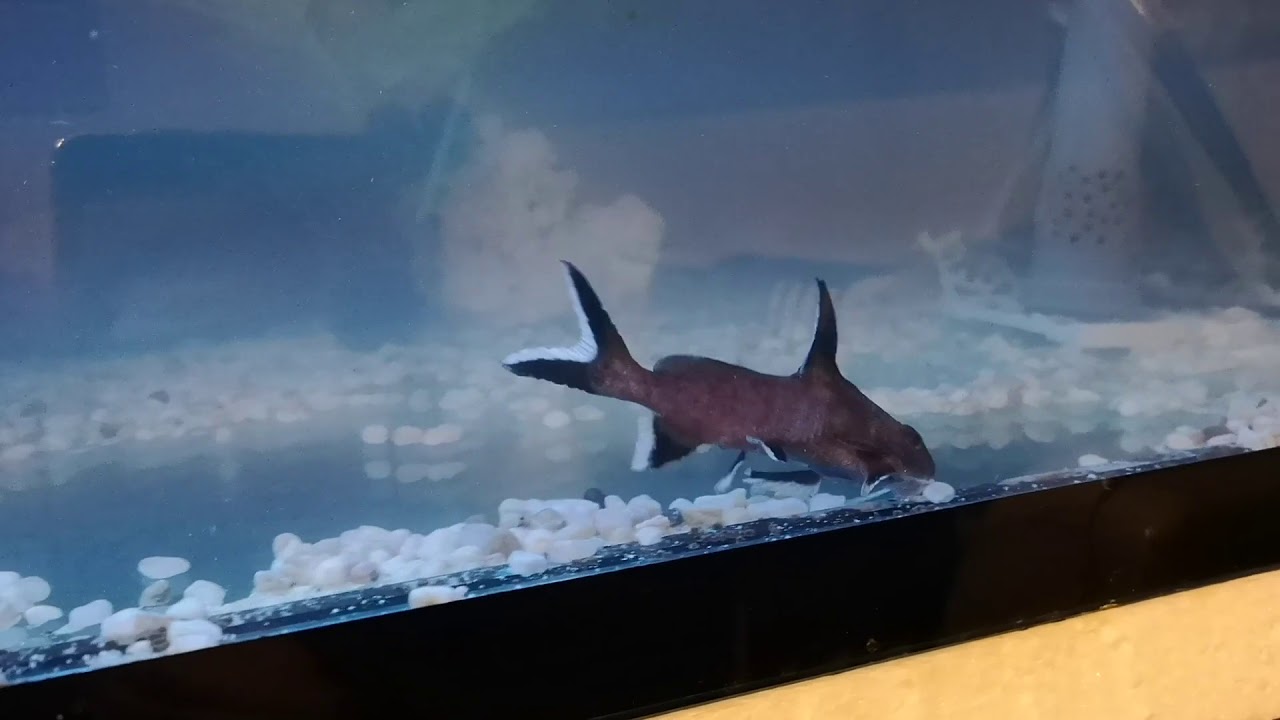Rare Synodontis granulosus catfish in my tank/aquarium - YouTube