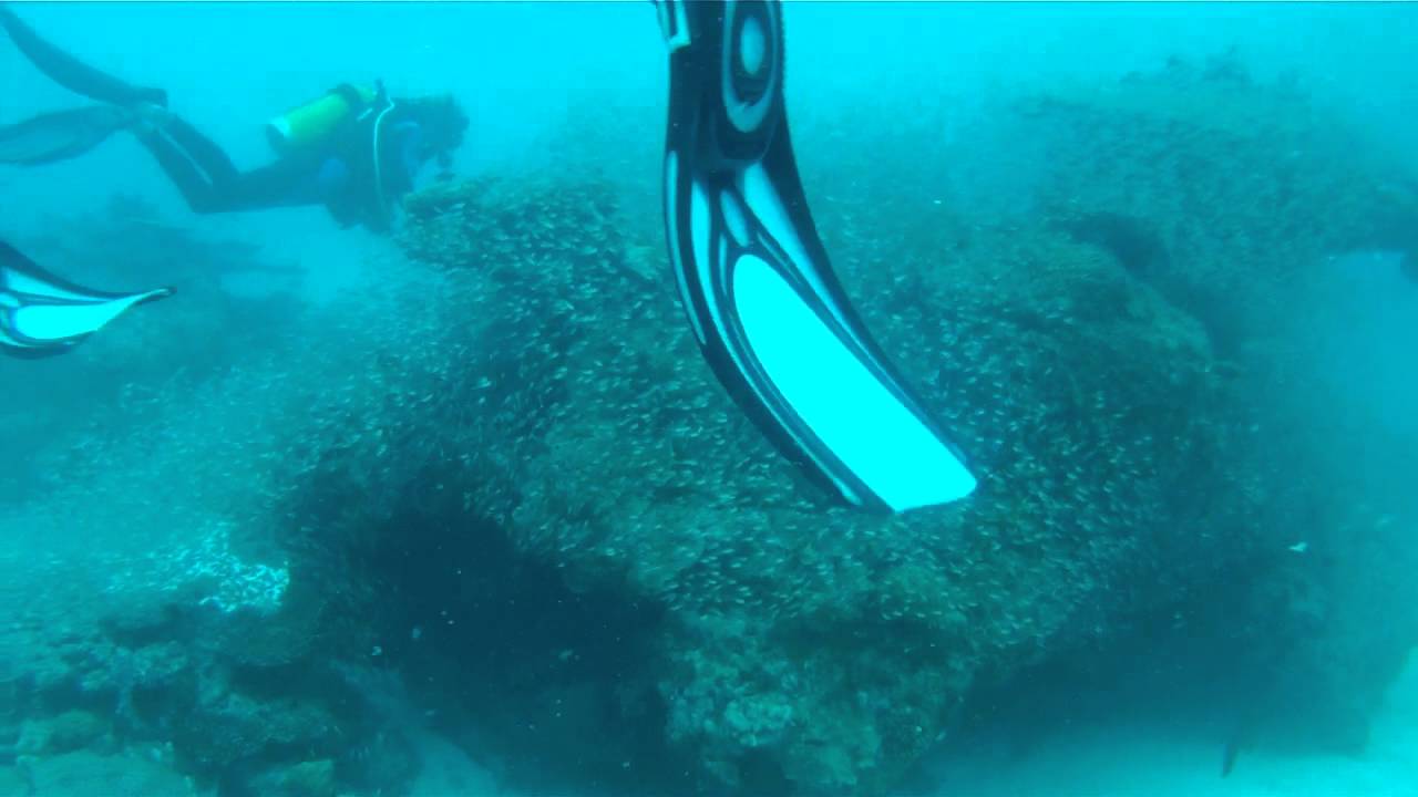 Big fish, little fish, Lady Elliot Island - YouTube