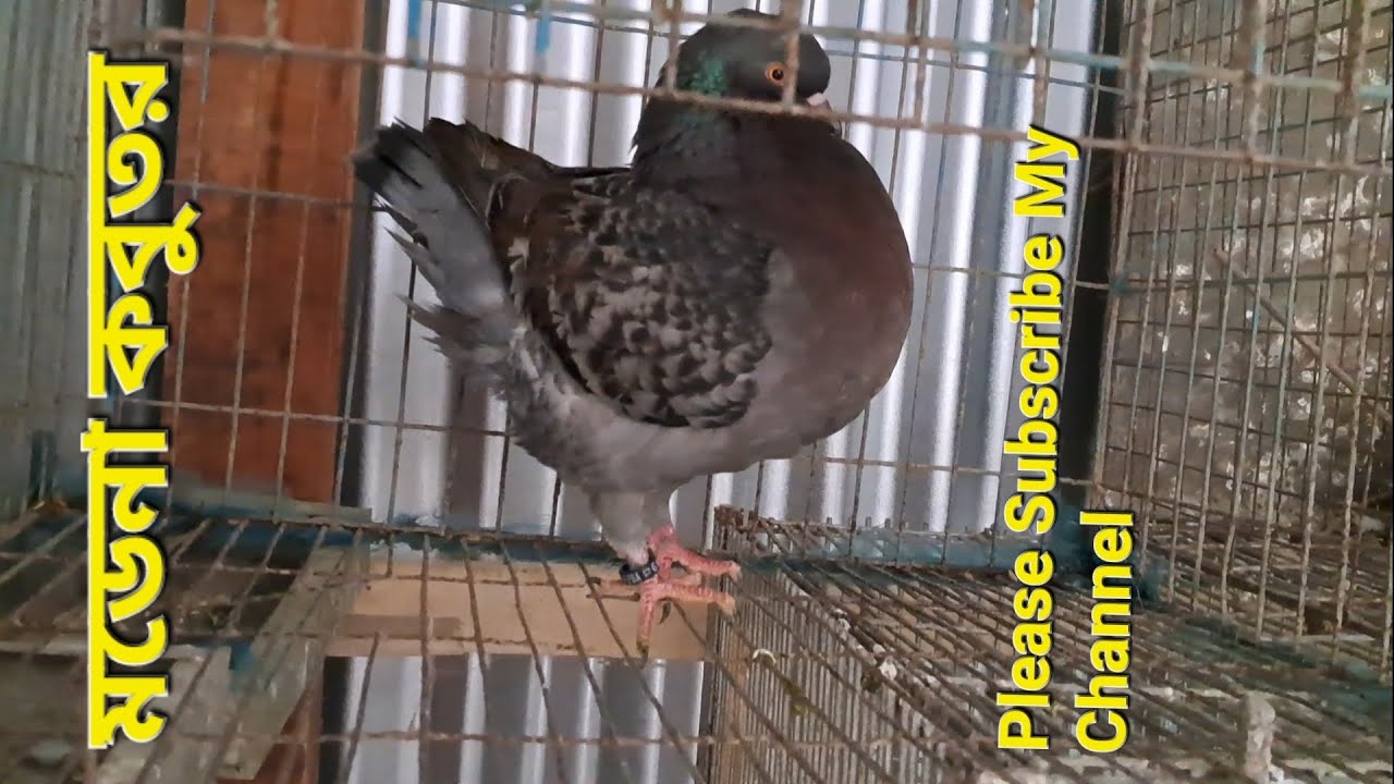Beautiful Modena Pigeon ( মডেনা কবুতর) - YouTube