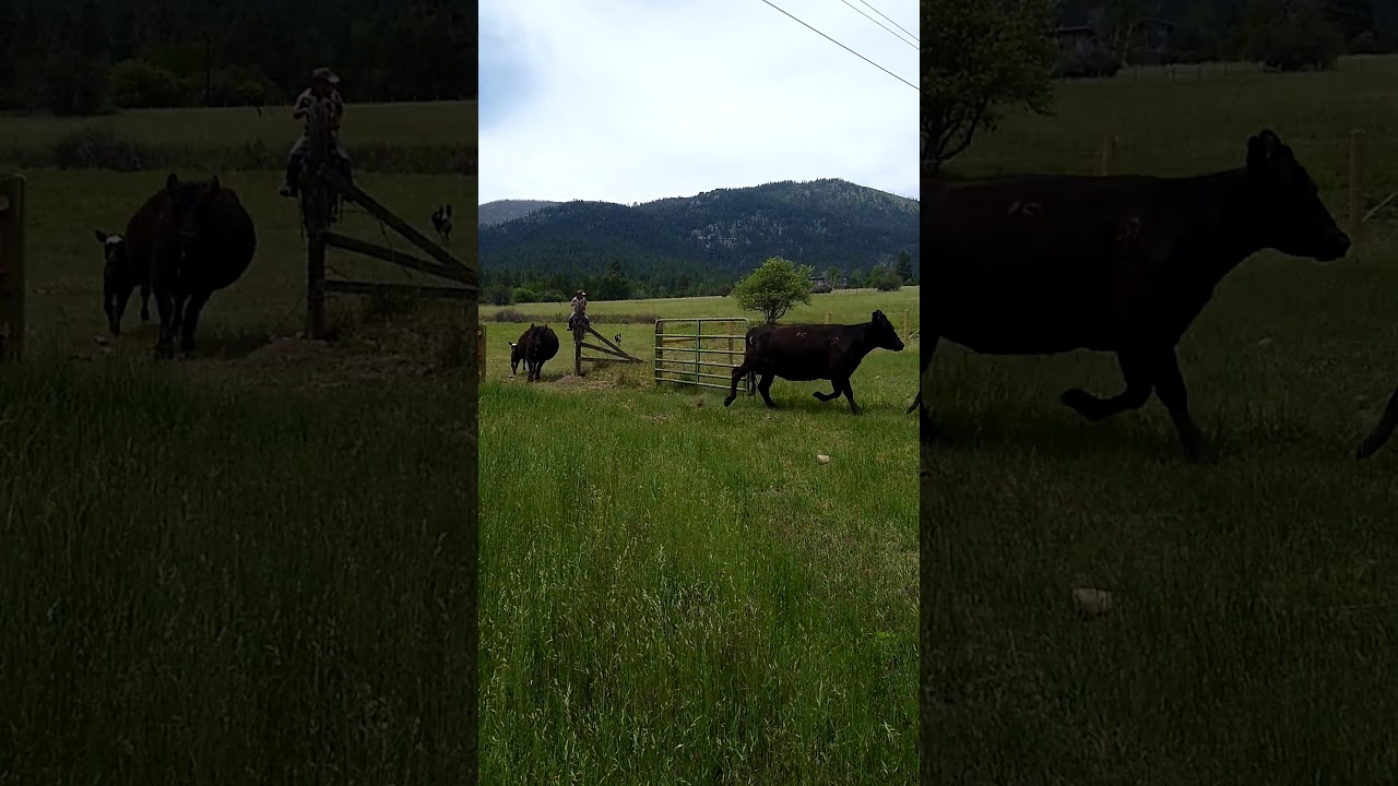 Moving Cattle 06-12-2020 - YouTube