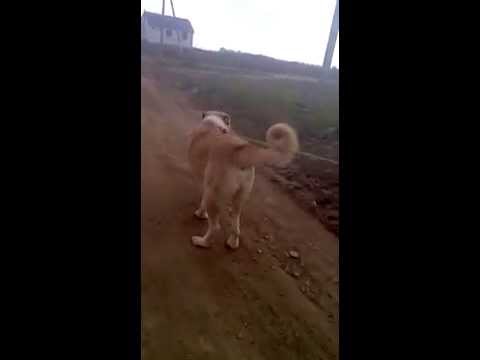 Кавказский волкодав Гороч