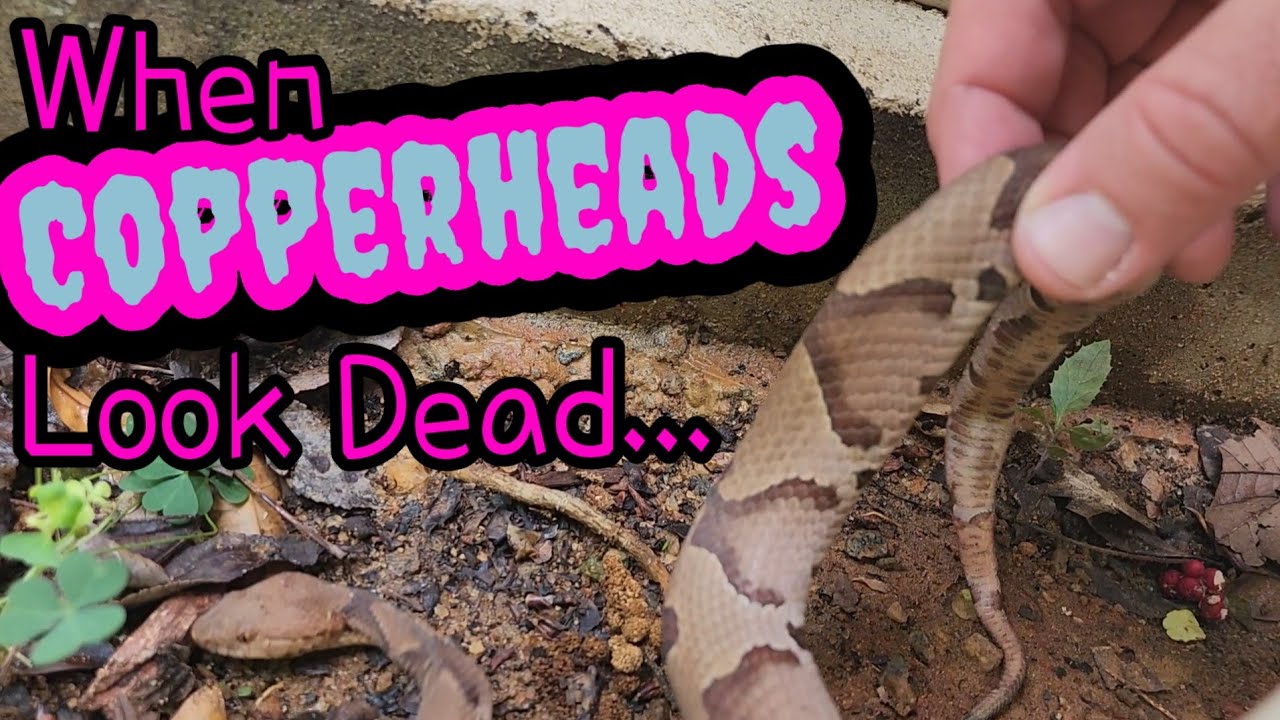 When Copperheads look dead... - YouTube