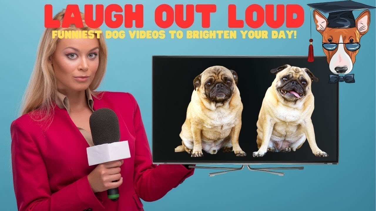 Laugh Out Loud Funniest Dog Videos to Brighten Your Day! - YouTube