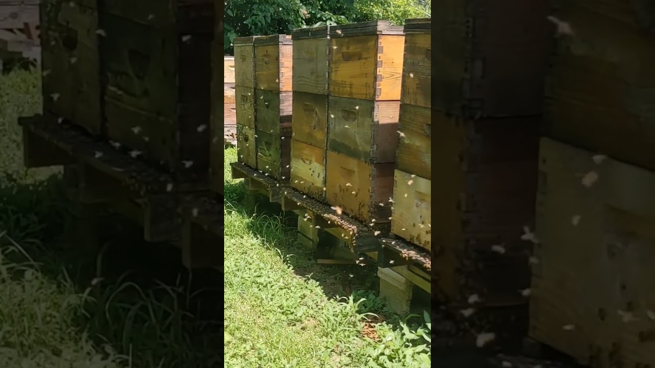 🐝Relax to Humming Bees Making Honey🐝 - YouTube